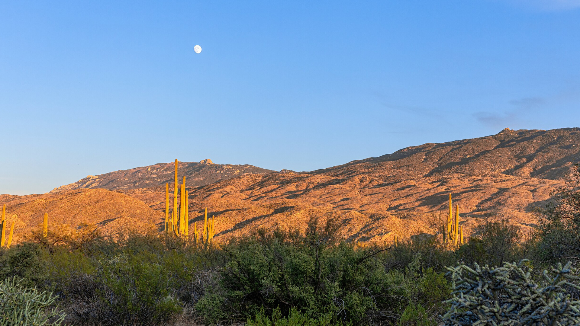 Exploring 8 of the Coolest Deserts in the World: Stunning Landscapes ...
