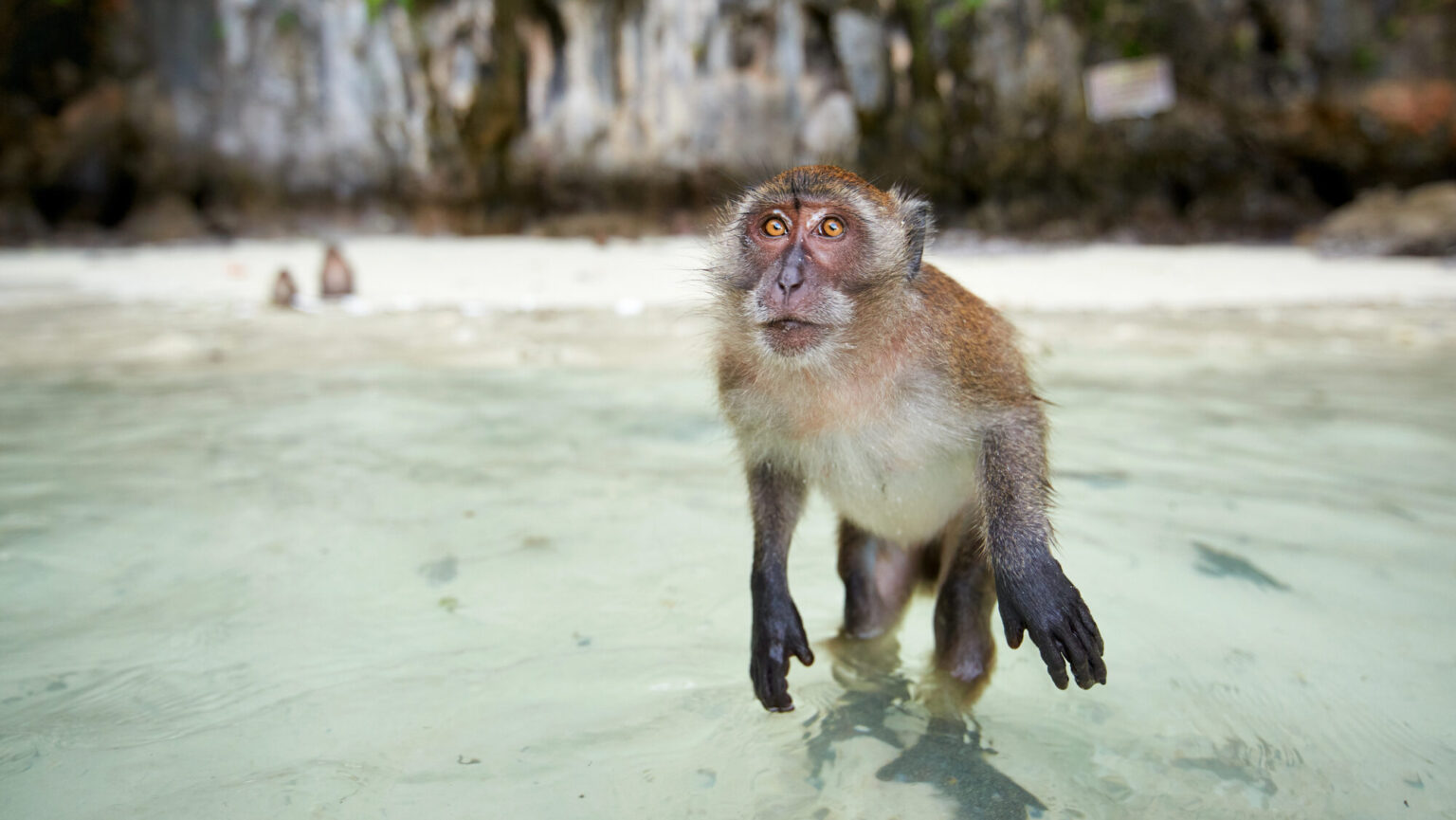 15 Beaches With Exotic Animals- Around the World - The Daily Dive