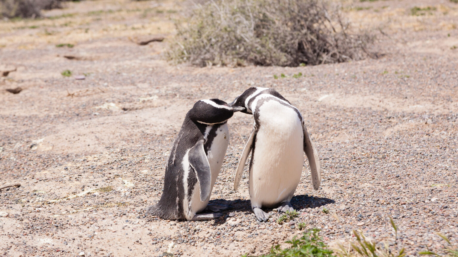 15 Beaches With Exotic Animals- Around the World - The Daily Dive