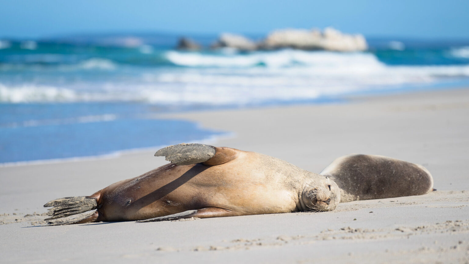 15 Beaches With Exotic Animals- Around the World - The Daily Dive