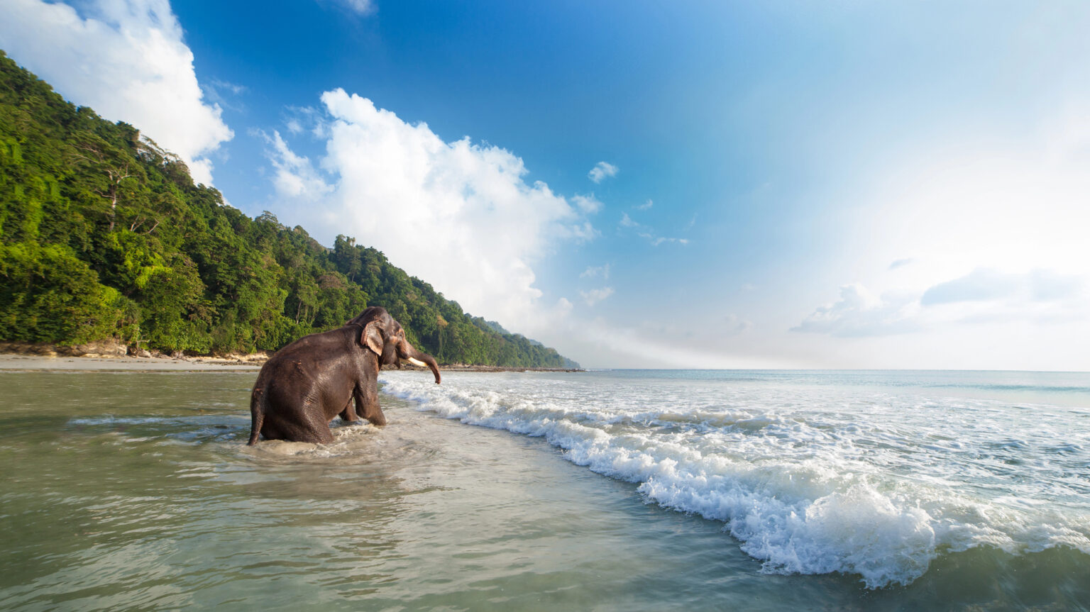 15 Beaches With Exotic Animals- Around the World - The Daily Dive