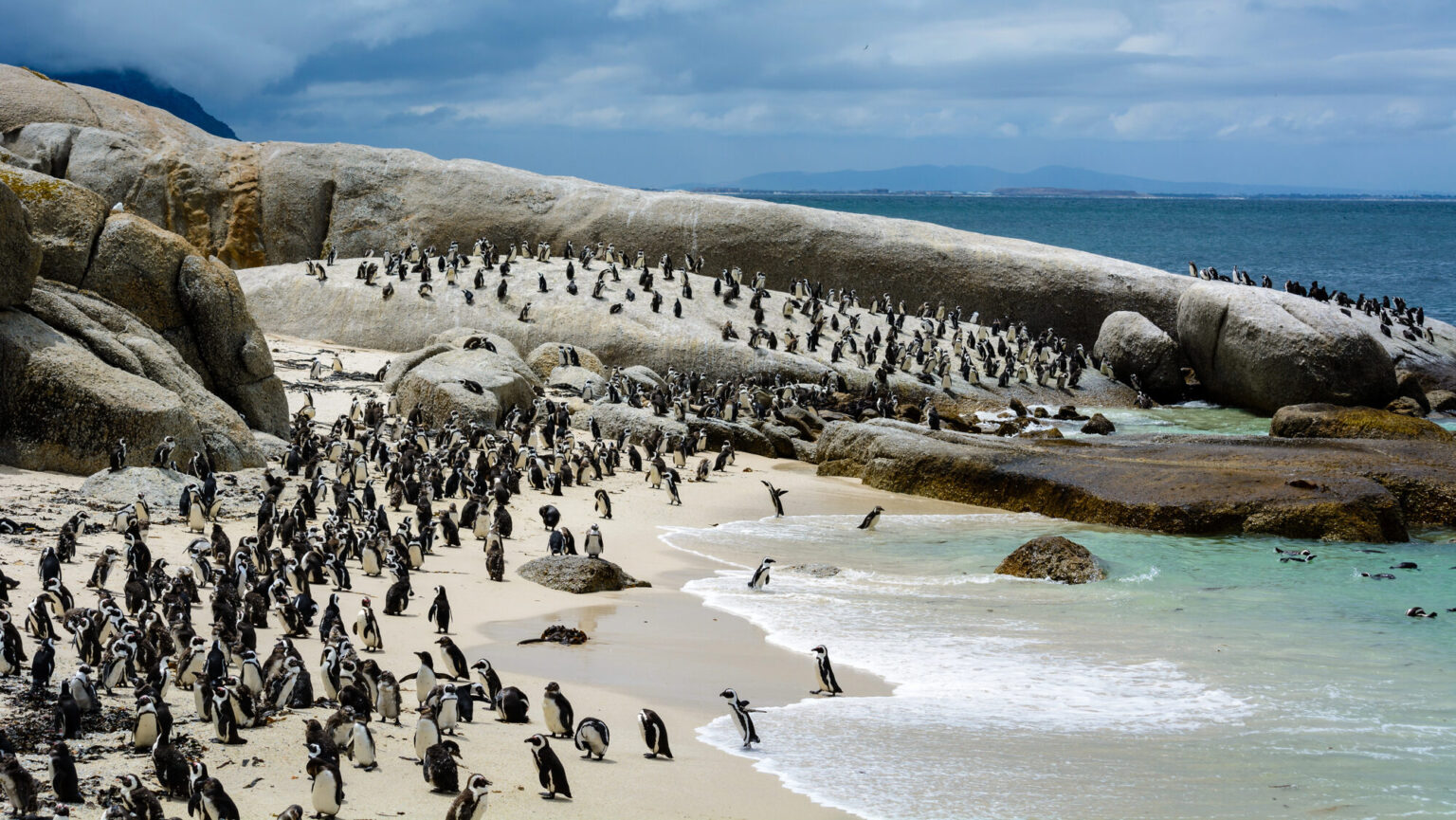 15 Beaches With Exotic Animals- Around the World - The Daily Dive