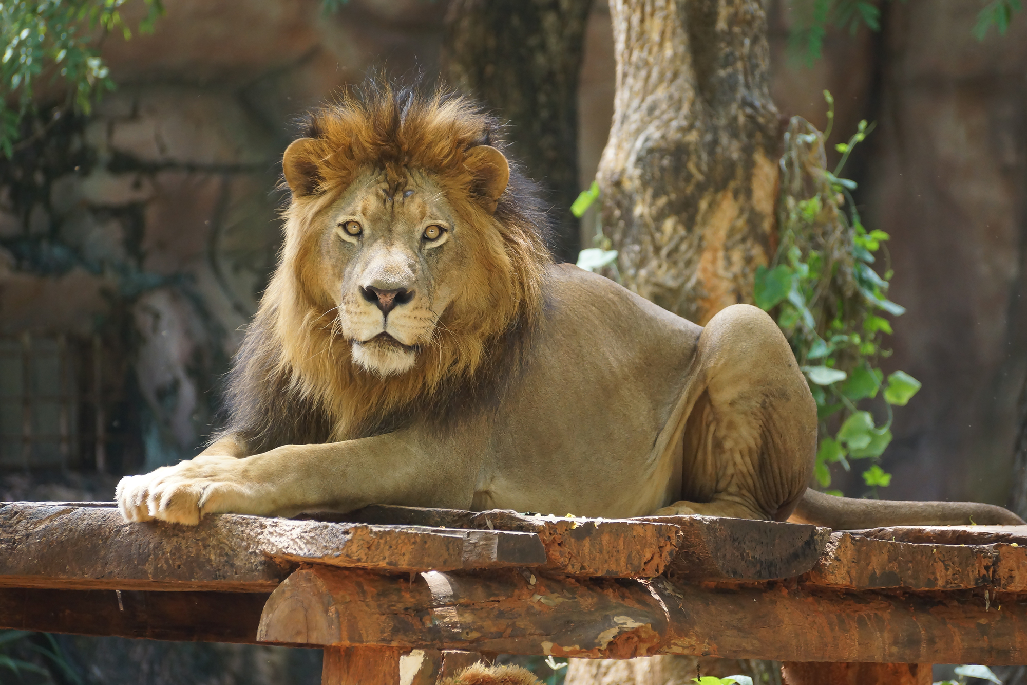 14 Top Zoos That Set the Standard for Animal Encounters - The Daily Dive