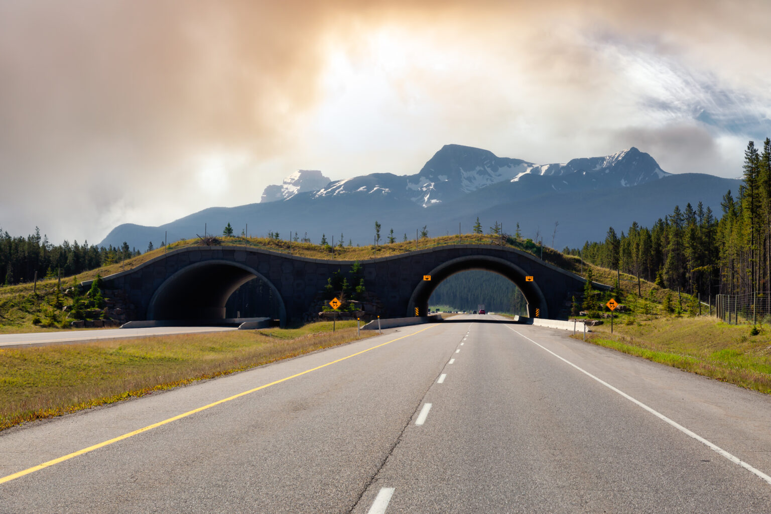 Wildlife Bridges You Can Actually Walk Across - The Daily Dive